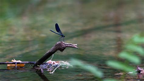 Dragonfly Wing Bug Free Stock Video Pixabay