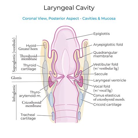 What Forms The Larynx