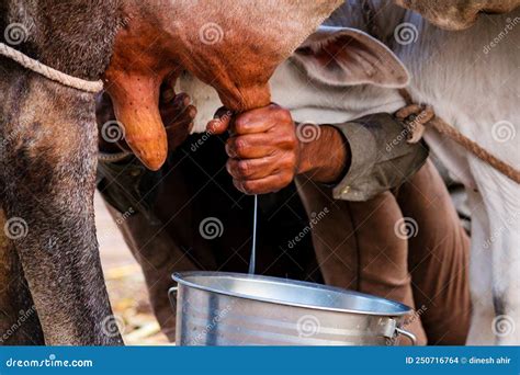 Indian Women Milking Cow With Handsdetails Of Manual Milking Milk In
