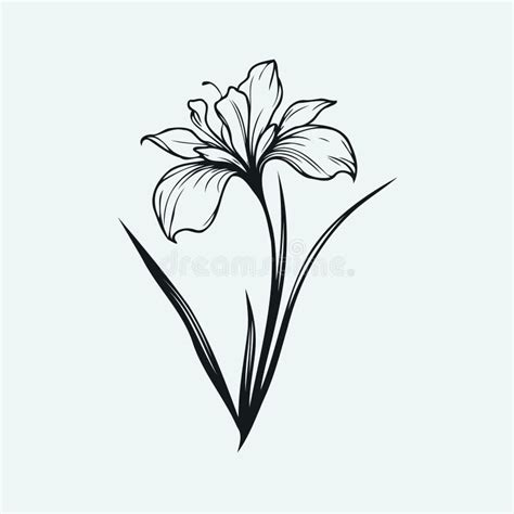 Illustrator Artwork In Engraving Style Set Of Contour Iris Flower Line Art Flowers Black And