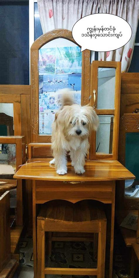 ဒေါ်တာ သင်္ကန်းပရိက္ခရာ မင်္ဂလာ ခန်းဝင်ပစ္စည်းနှင့် ပရိဘောဂအရောင်းဆိုင