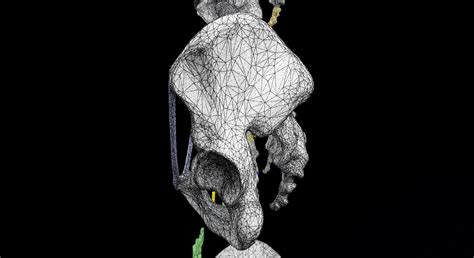 Pelvis Types Hip Bone Labelled Detailed 3d Model Superhive Formerly