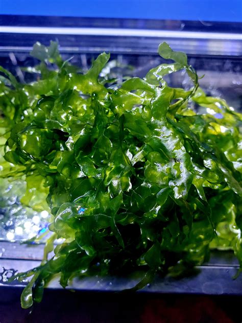 Subwassertang Savageaquatic