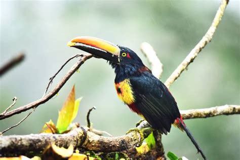 80 Pteroglossus Frantzii Fotografías De Stock Fotos E Imágenes Libres