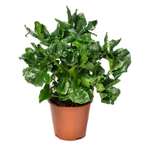 Philodendron Atom Compact And Vibrant Houseplant