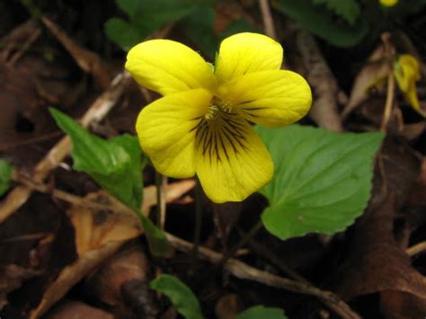 Pollinators Lawn For Pollinators Grass Companions