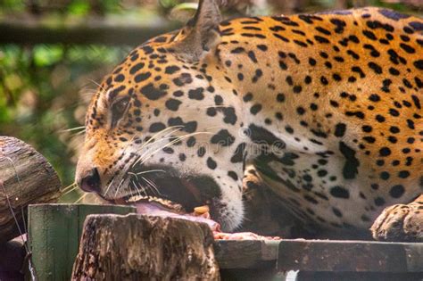 Jaguar Feeding In Wildlife Recovery Center Stock Image Image Of