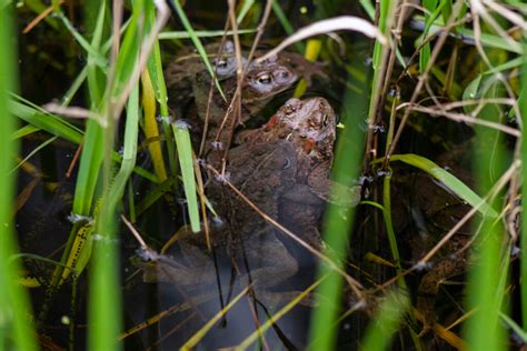 Finding Amphibian Egg Masses Northwest Trek Wildlife Park