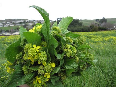 Found Fruit Stalking Wild Mustard Aka Rapini