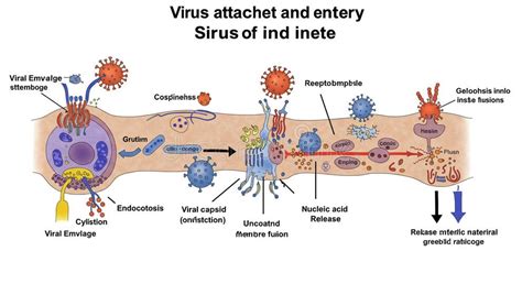 Illustration Of A Virus Infection Process Within A Cell The Diagram Includes Various Stock
