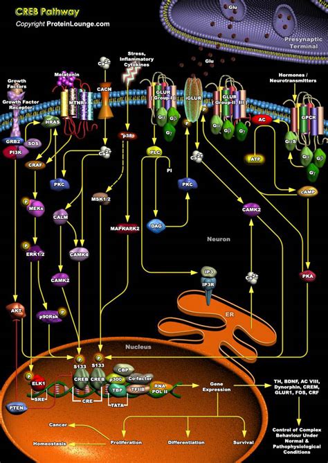 Biological Databases And Tools