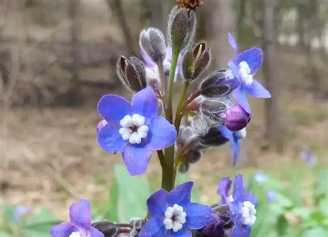 63 Types Of Blue Wildflowers With Pictures And Info