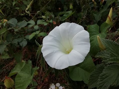 Bindweed Convolvulus Calystegia Photographing Wildflowers