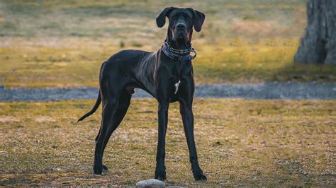 Largest Dog Breeds By Size