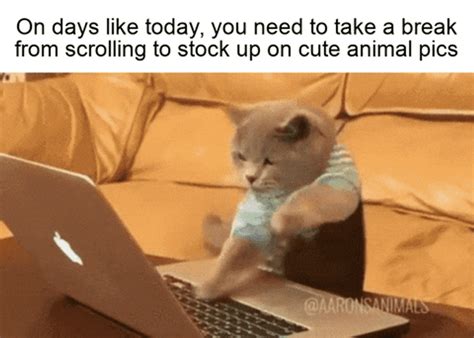 Animals Typing 