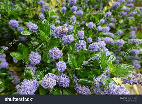 Evergreen Shrub With Blue Flowers