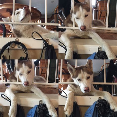 Passive Aggressive Husky Stare Aww