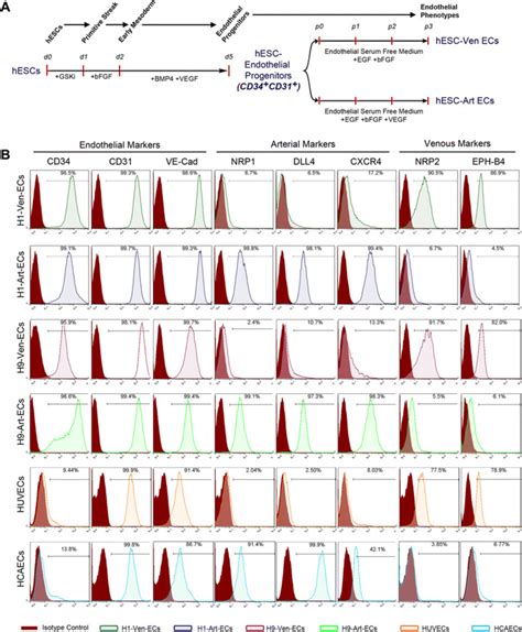 Flow Cytometry Characterization Of Terminal Differentiation Of Cd34