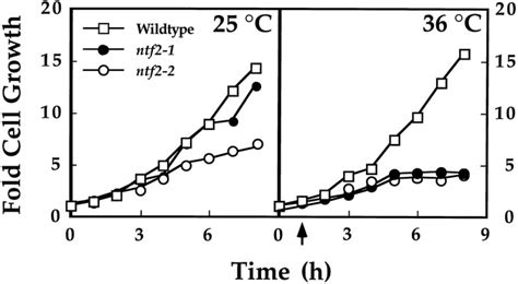 The Ntf2 Gene Encodes An Essential Highly Conserved Protein That