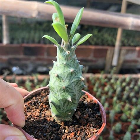 Kleinia Mweroensis Top Succulents At Unbeatable Prices