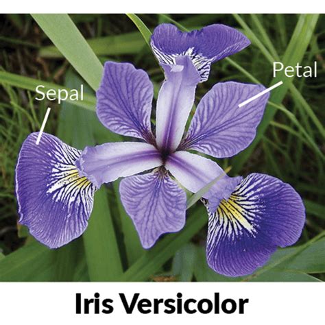 Iris Flower Data Set Cleaned Kaggle