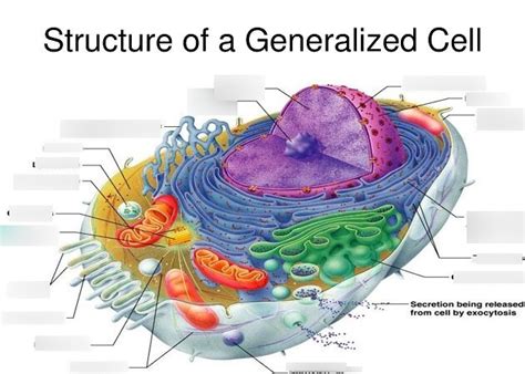 Structure Of A Generalized Cell Diagram Quizlet
