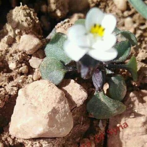 Viola Parvula Plant Care And How To Grow Water