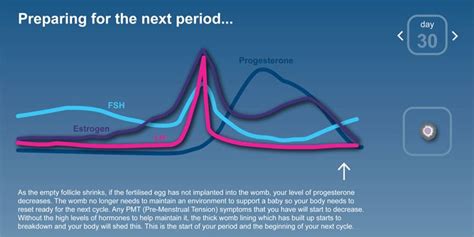 Understand The Female Menstrual Cycle Ovulation And Periods