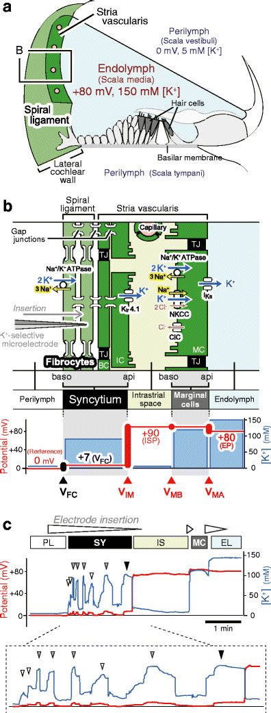 Structure And Electrochemical Properties Of The Cochlea And Its Lateral
