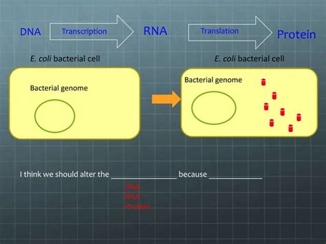 Bacterial Transformation Lab Pptx