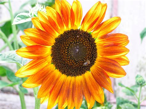 Centar Slike Fot O Grafiti