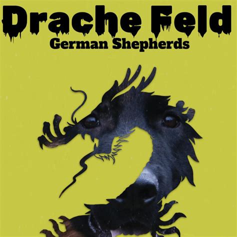 Drache Feld German Shepherds Winchester Ky