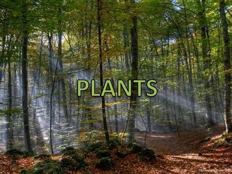 All About Plants Pptx