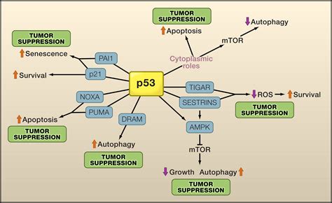 What Is The Role Of P53 Protein At Brianna Kepert Blog