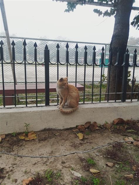 Paws Itive Reflection Through The Eyes Of A Ginger Fellow By Zainab R Awan Mar 2024 Medium