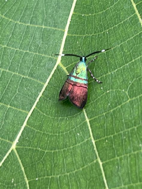 Saptha Saptha Picture Insect