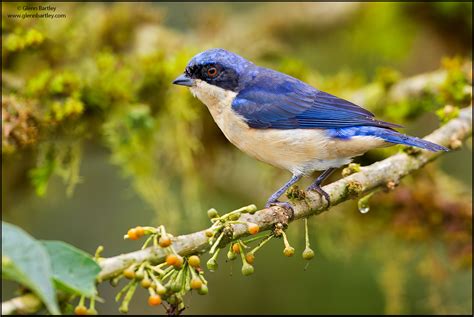 Tanagers Showcase Gallery