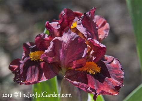 Bearded Iris Horticulture Classifications The Joyful Garden