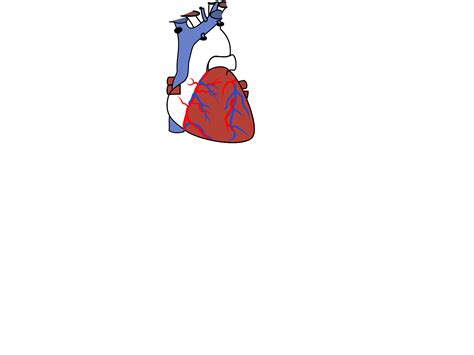Heart Diagram Vein Clip Art At Vector Clip Art Online