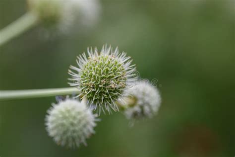 Pandan Like Leaved Eryngium Pandanifolium Spherical Flower Stock Image