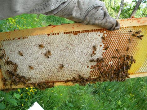 Super Frame Of Capped Honey And Nectar Stock Image Image Of Insect Beehive 149255285