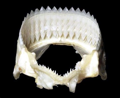 Cookie Cutter Shark Ocean Treasures Memorial Library