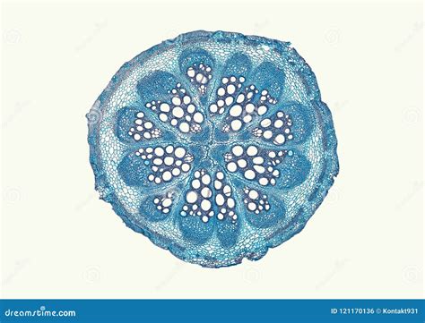 Plant Stem Under The Microscope For Classroom Education Stock Image