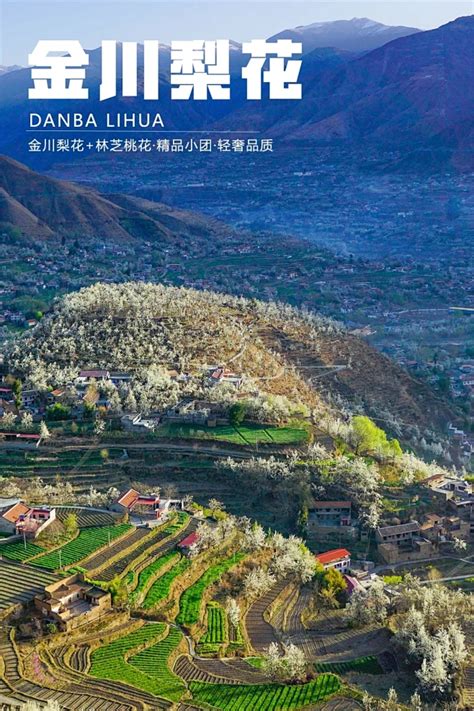 金川梨花即将绽放，又又又要来刷屏了！ 花瓣网