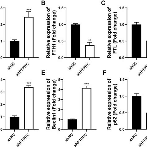 Ptprc Knockdown Promotes Nuclear Localization And Phosphorylation Of