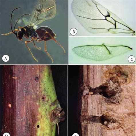 Pdf Description Of A New Species Of Diastrophus Hymenoptera