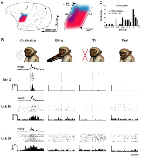 Recorded Region And Vocalization Selective Neurons A Left Lateral