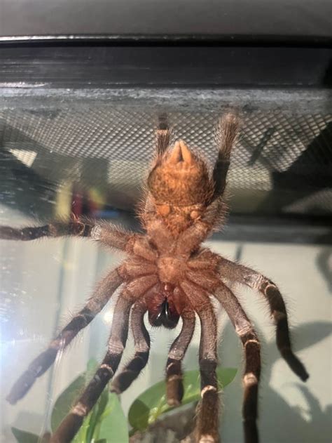 A Seemanni Sex R Tarantulas