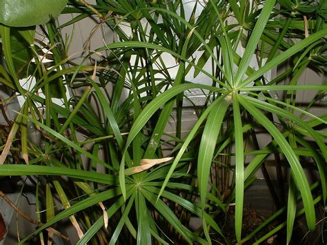 Cyperus Prolifer Cypress Isocladus Dwarf Egyptian Papyrus Grass