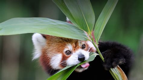 Grasses San Diego Zoo Animals And Plants